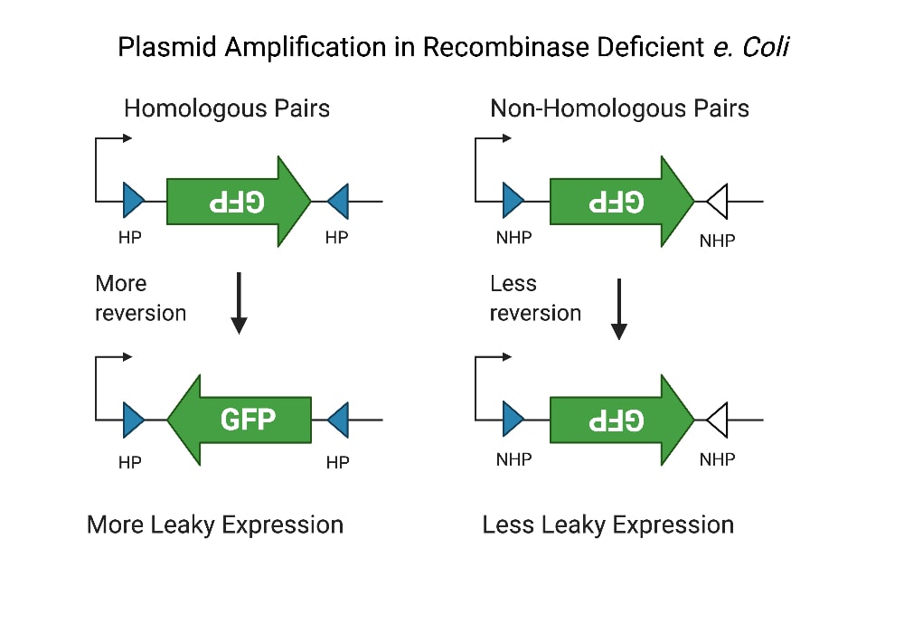 A Practical Guide to Optimizing AAV DIO and FLEx Vector Expression