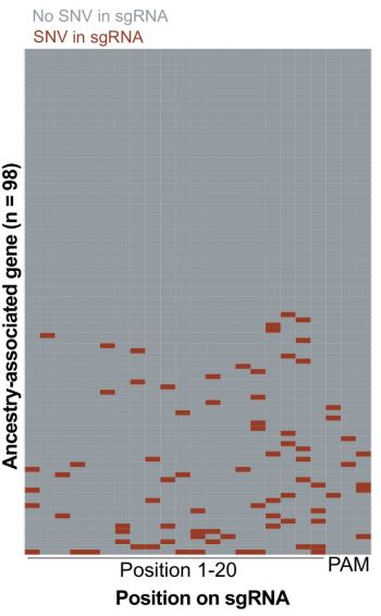 Uncovering Ancestral Bias in CRISPR Research