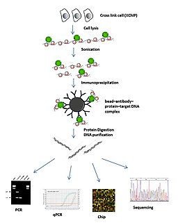 Antibodies 101: ChIP