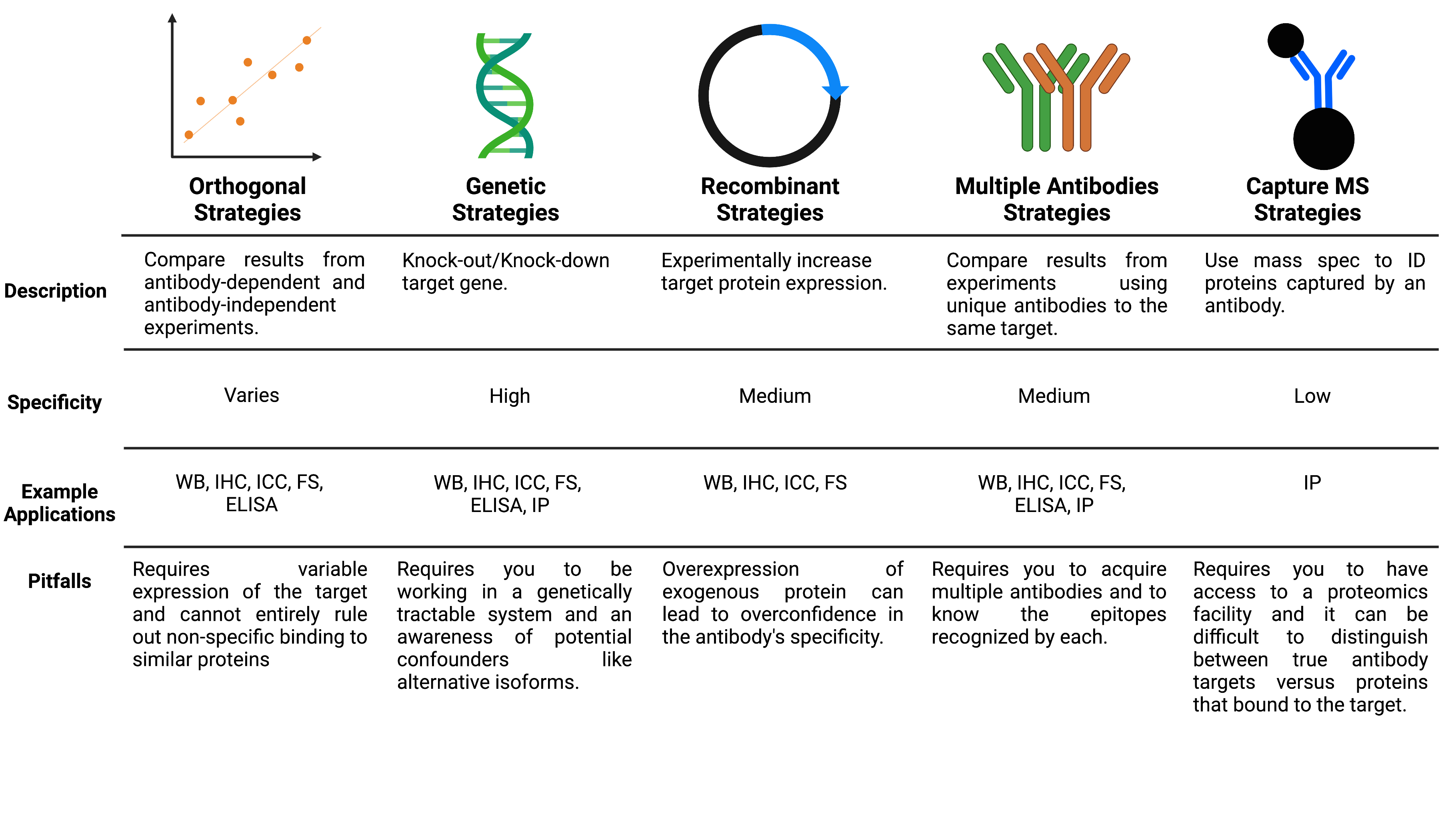 Antibodies 101: Validation