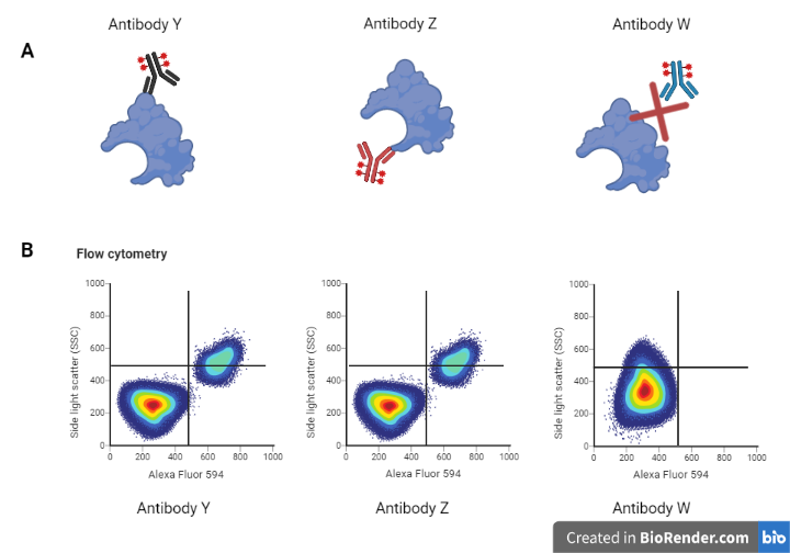 Antibodies 101: Validation