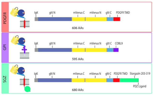 New Neuroscience Tool: The iGluSnFR3 Glutamate Sensor