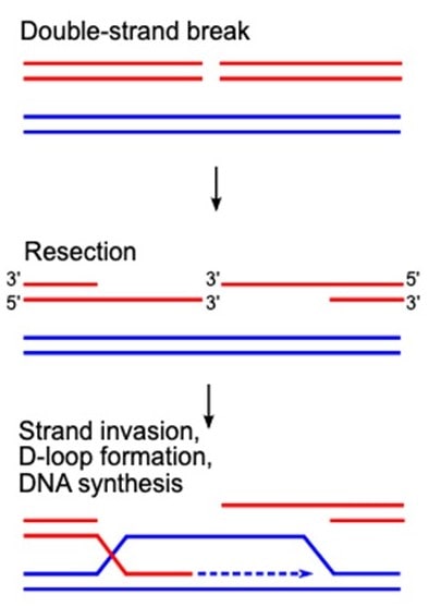 CRISPR 101: Making a Knock-In Cell Line