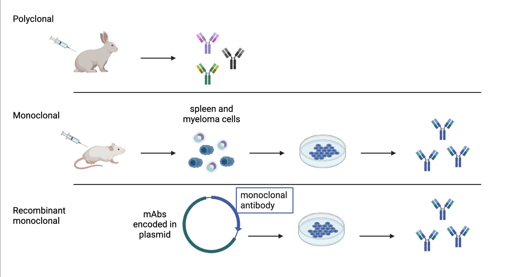 Corralling and Cornering the Goldilocks Antibody