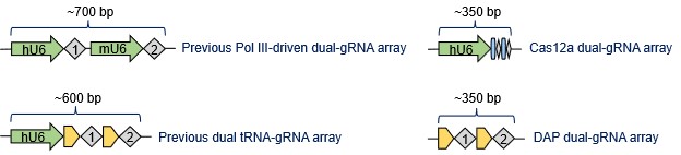 DAP arrays for multiplex gene editing