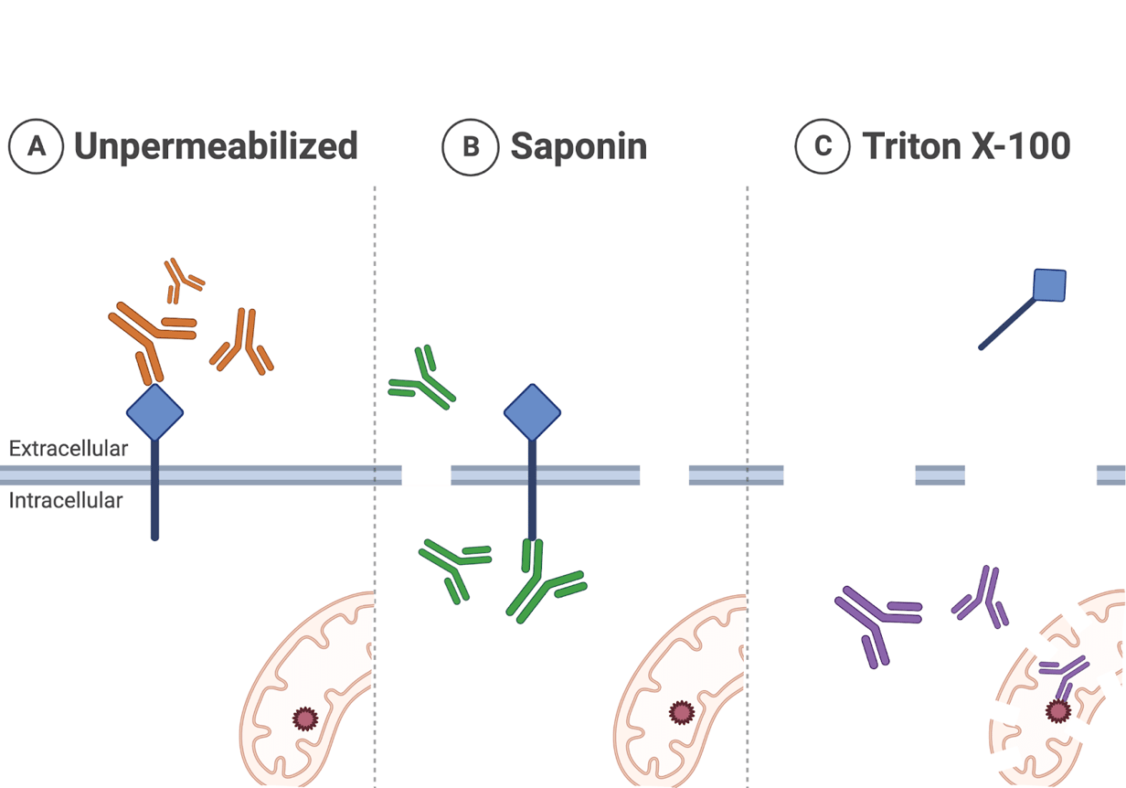 Deep Dive: Fixing and Permeabilizing for Immunofluorescence