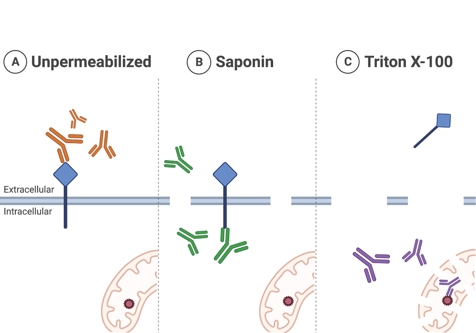 Deep Dive: Fixing and Permeabilizing for Immunofluorescence