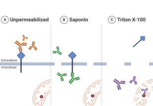 Deep Dive: Fixing and Permeabilizing for Immunofluorescence