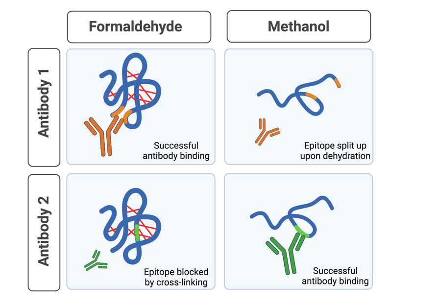 Deep Dive: Fixing and Permeabilizing for Immunofluorescence
