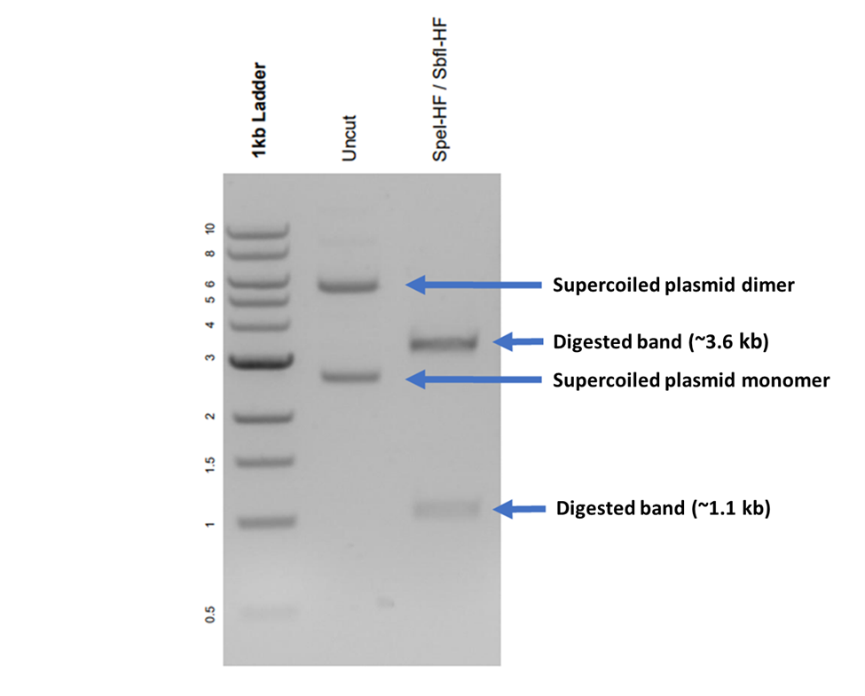 Plasmids 101: Dimers and Multimers