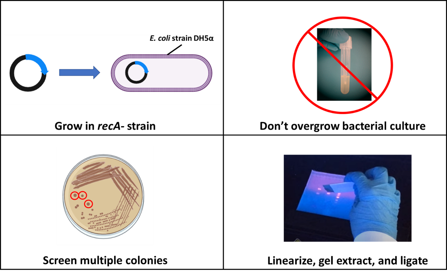 Plasmids 101: Dimers and Multimers