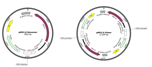 Plasmids 101: Dimers and Multimers