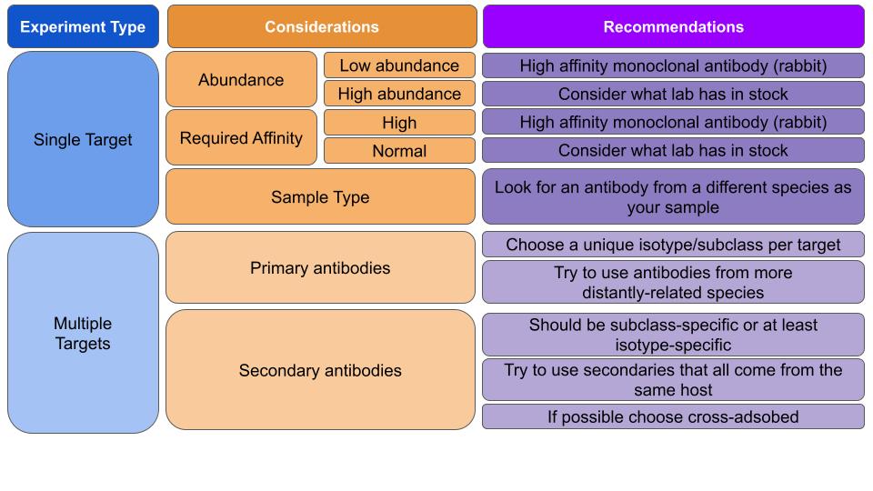 Antibodies 101: Choosing the Right Isotype