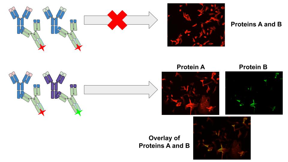 Antibodies 101: Chimeric Antibodies