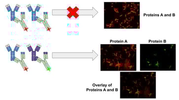 Antibodies 101: Chimeric Antibodies