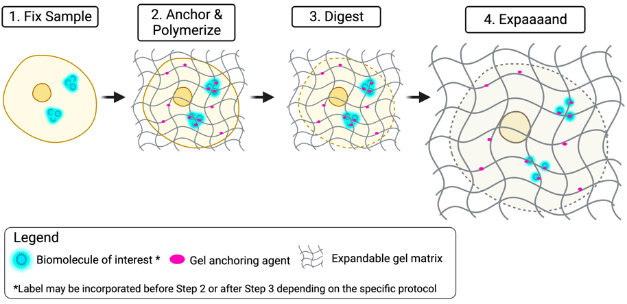 Getting to Know Expansion Microscopy
