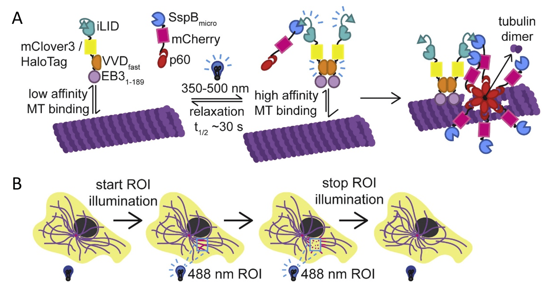 New Optogenetic Tools for Cytoskeleton and Membrane Control