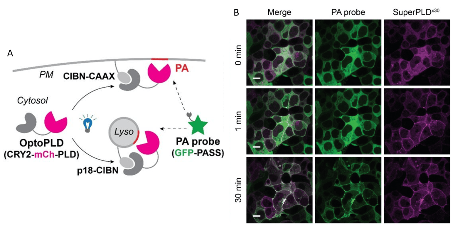 New Optogenetic Tools for Cytoskeleton and Membrane Control