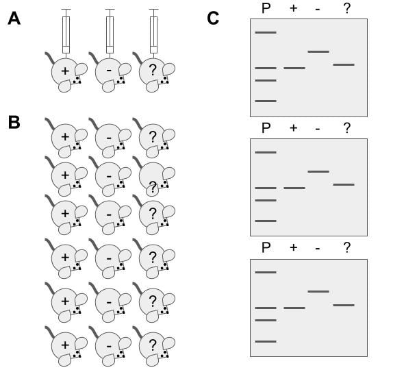 Control Diagram Positive Negative Microbiological Sterility