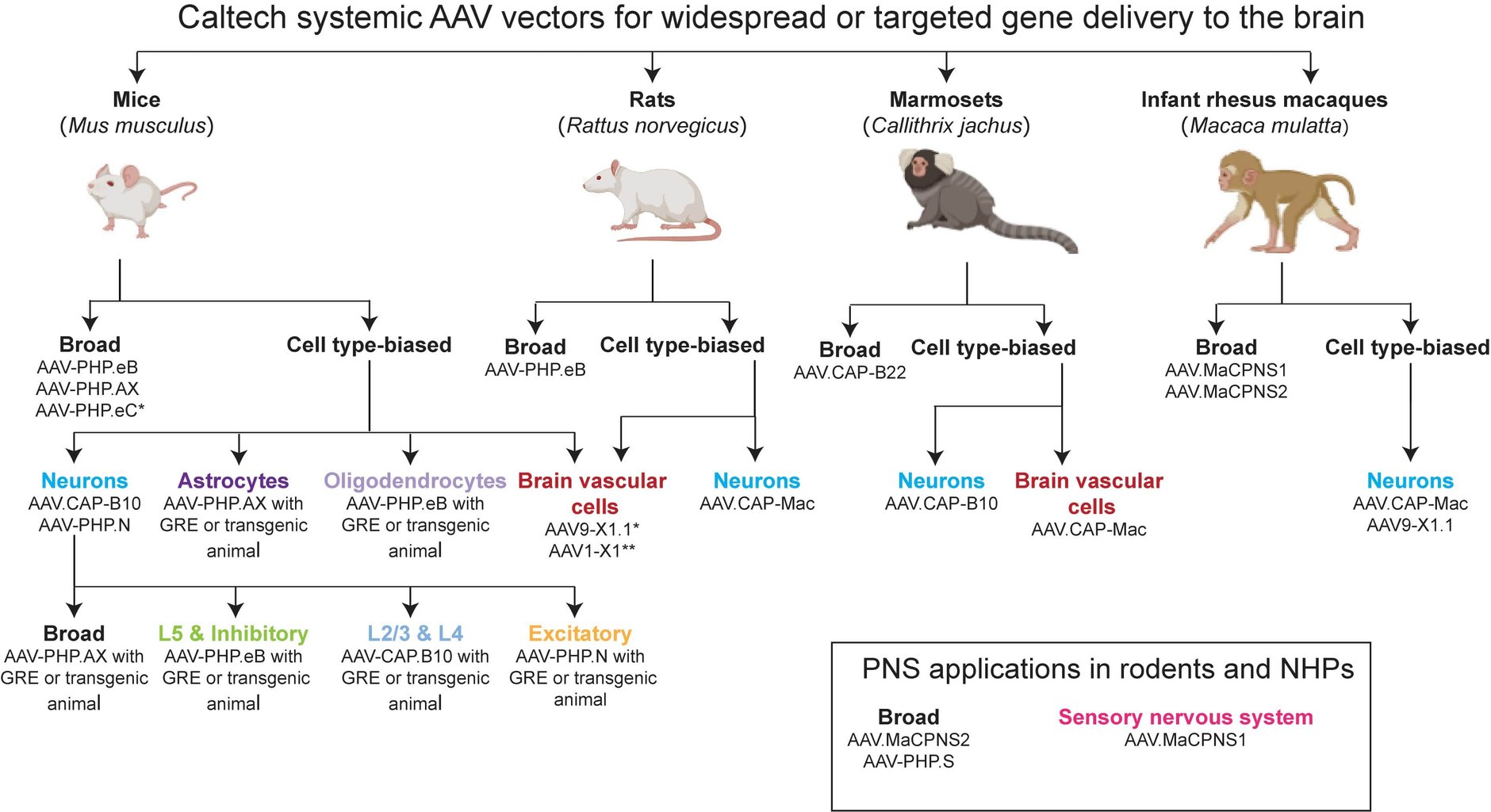 Viral Vectors 101: Systemic Capsids