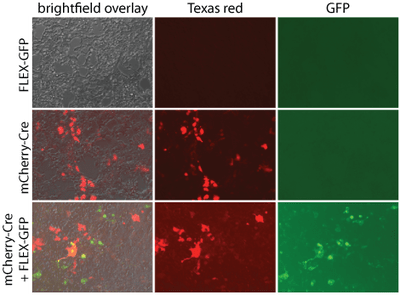 Viral Production at Addgene