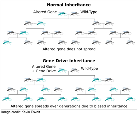 Transgenic Organisms, Cas9 Gene Drives, and Appropriate Safeguards