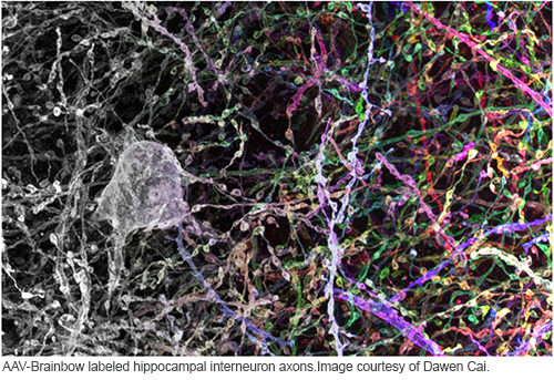 Evolution of Brainbow: Using Cre-lox for Multicolor Labeling of Neurons