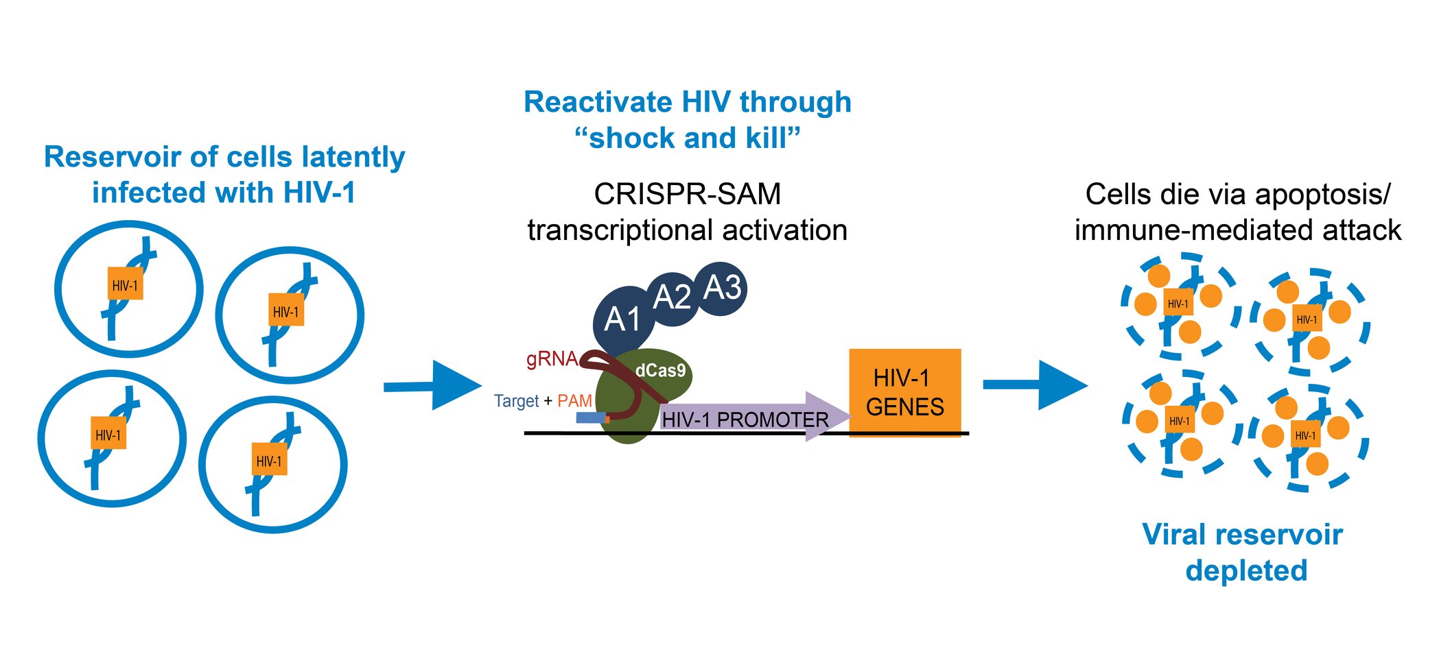 Targeting HIV-1 with CRISPR: Shock and Kill or Cut it Out?