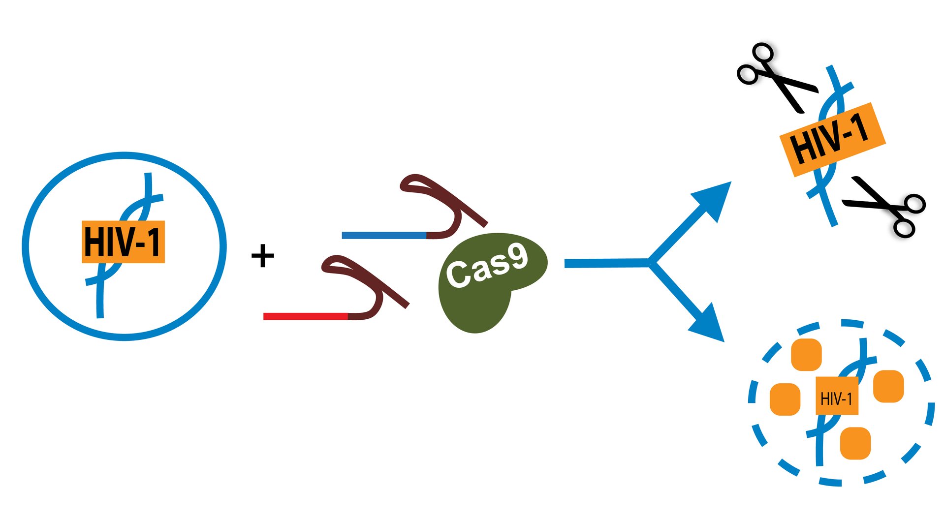 Targeting HIV-1 with CRISPR: Shock and Kill or Cut it Out?