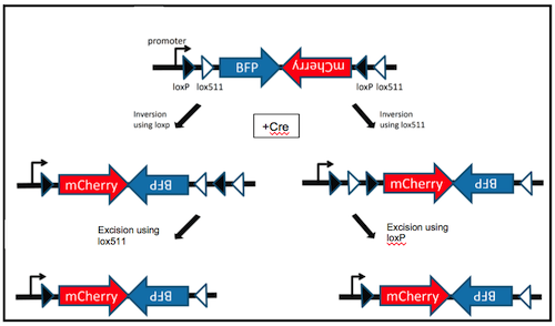 Plasmids 101: FLEx Vectors