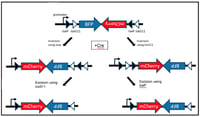 Plasmids 101: FLEx Vectors