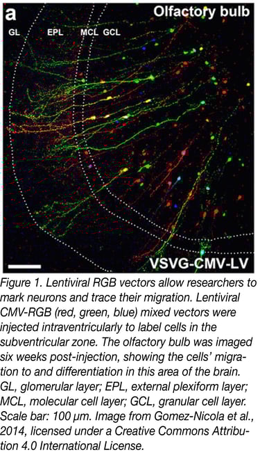 Lentiviral Vector Uses and Overview
