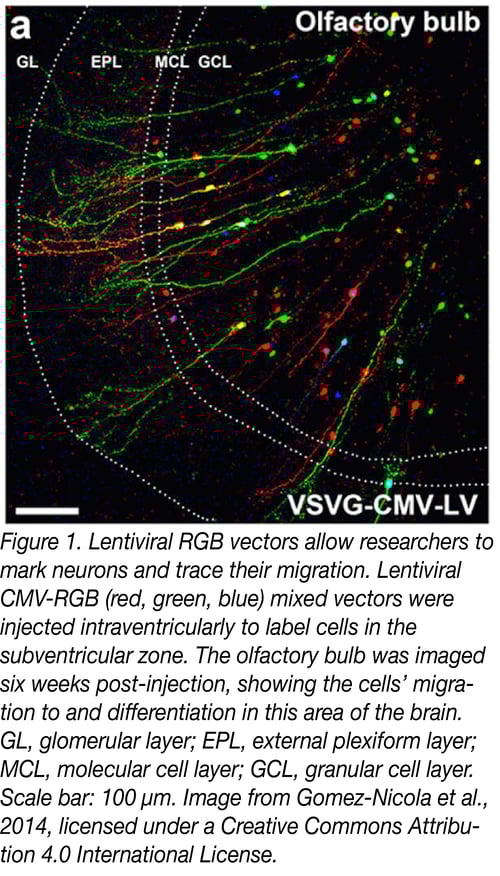 Lentiviral Vector Uses and Overview