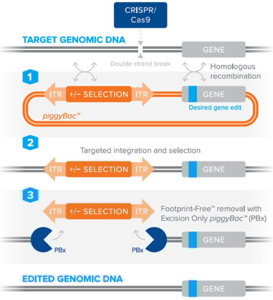 PiggyBac-ing Through the Genome Editing Field