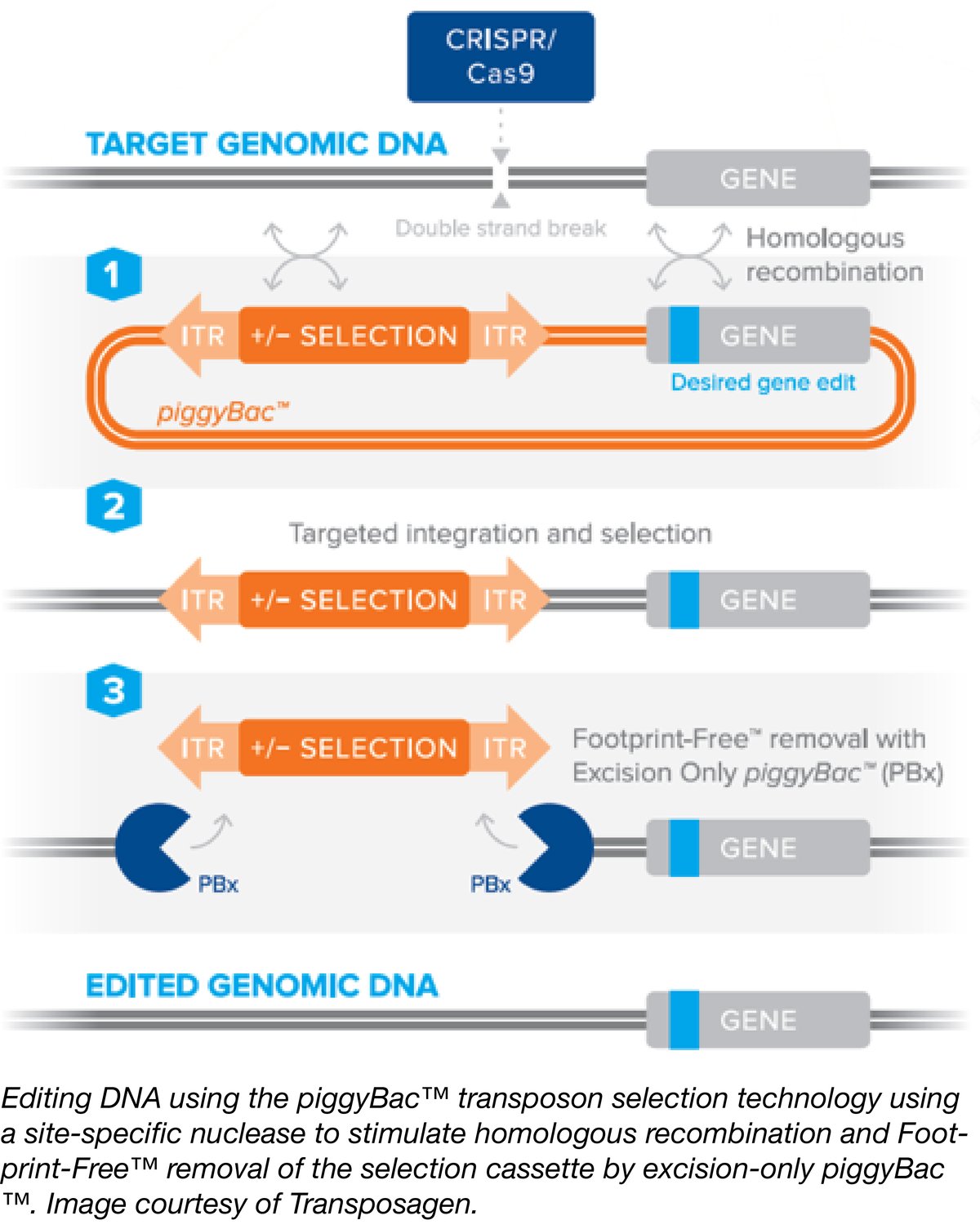PiggyBac-ing Through the Genome Editing Field