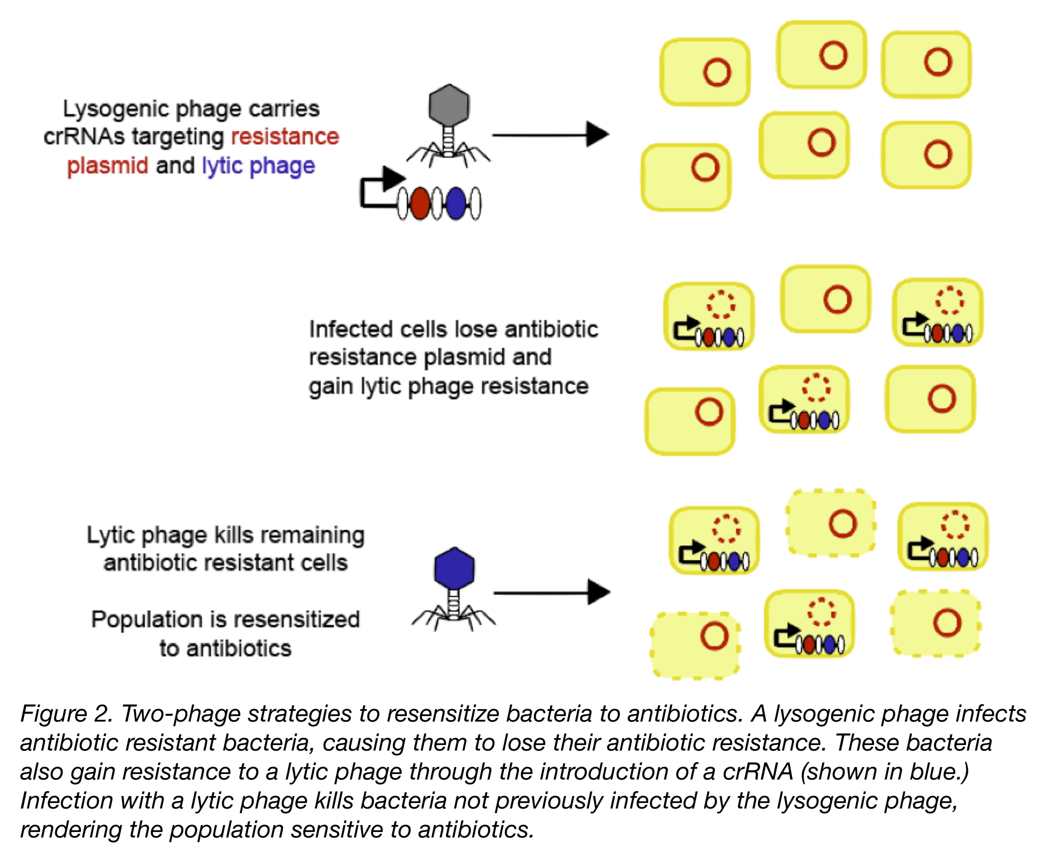 CRISPR Antimicrobials