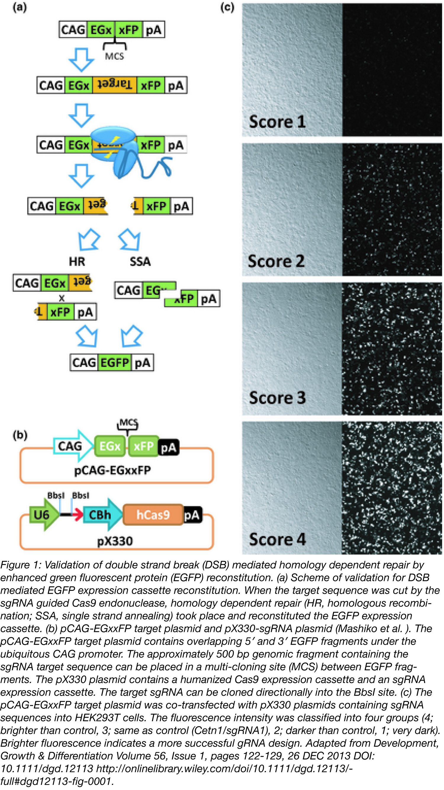 Tips for CRISPR Gene Editing in Mice