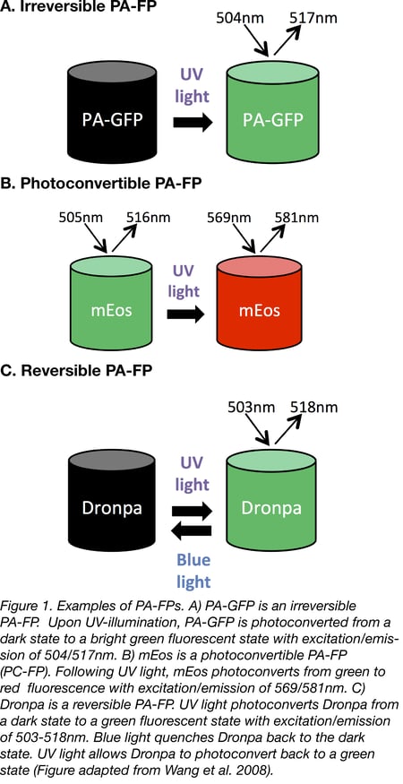Fluorescent Proteins 101: Photoactivatable Fluorescent Proteins