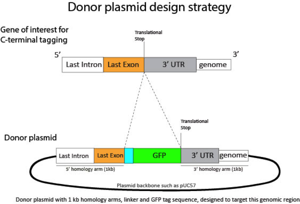 Plasmids for Endogenous Gene Tagging in Human Cells