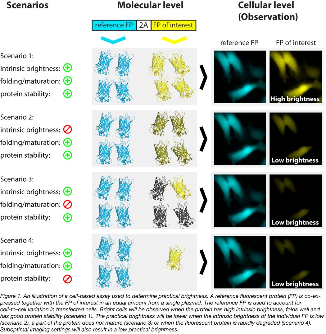 A Practical Approach to Choosing the B(right)est Fluorescent Protein