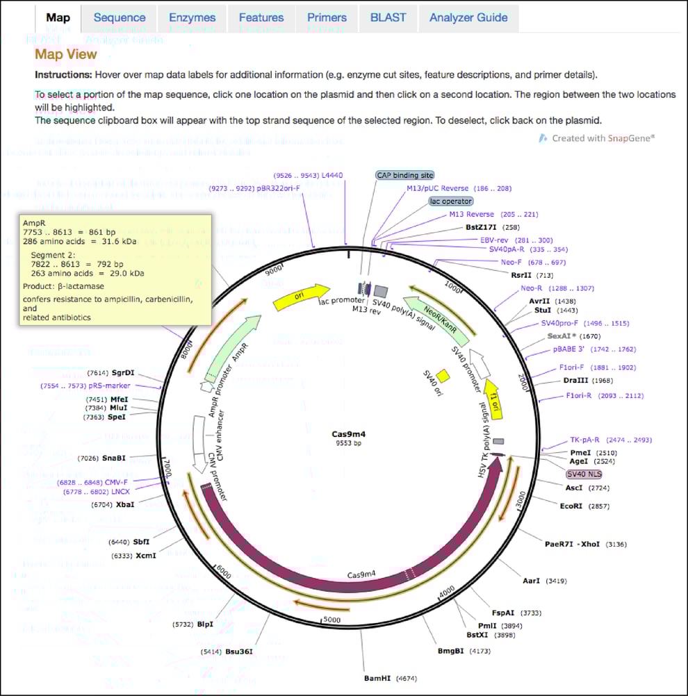 Improved Plasmid Maps Powered by SnapGene