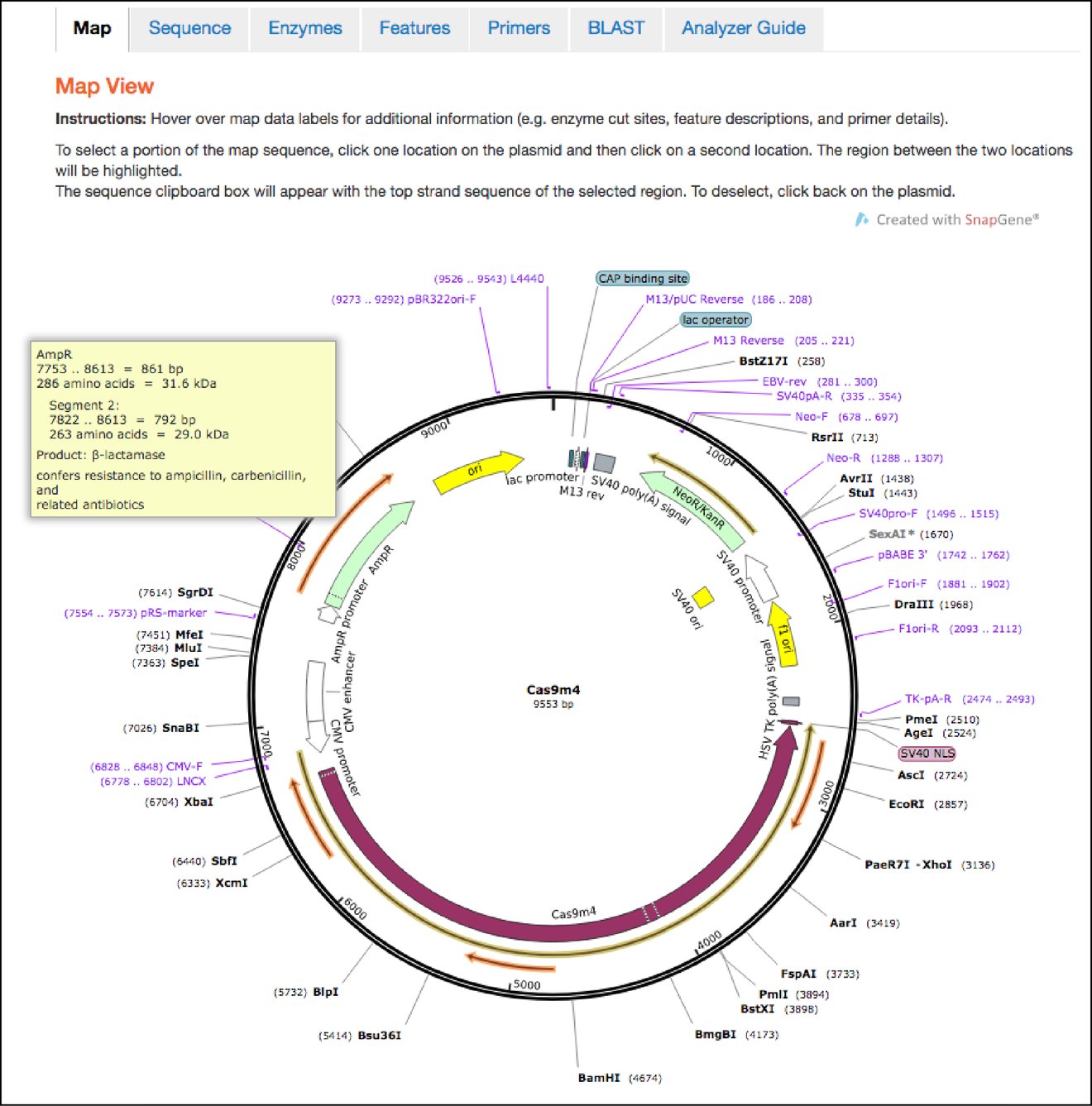 Improved Plasmid Maps Powered by SnapGene