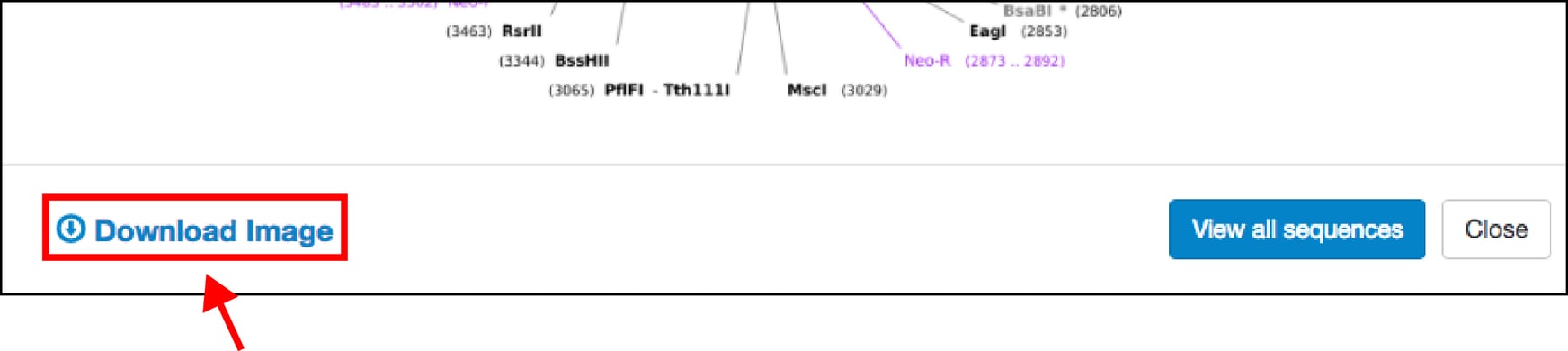Improved Plasmid Maps Powered by SnapGene