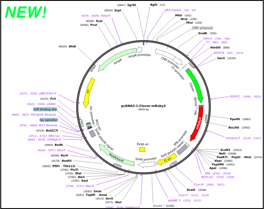 Improved Plasmid Maps Powered by SnapGene