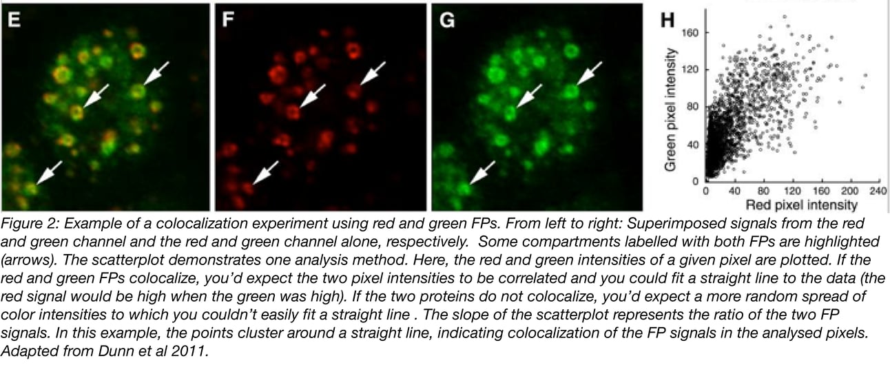 Figure S1 Subcellular Localization Of Cell Organelles In