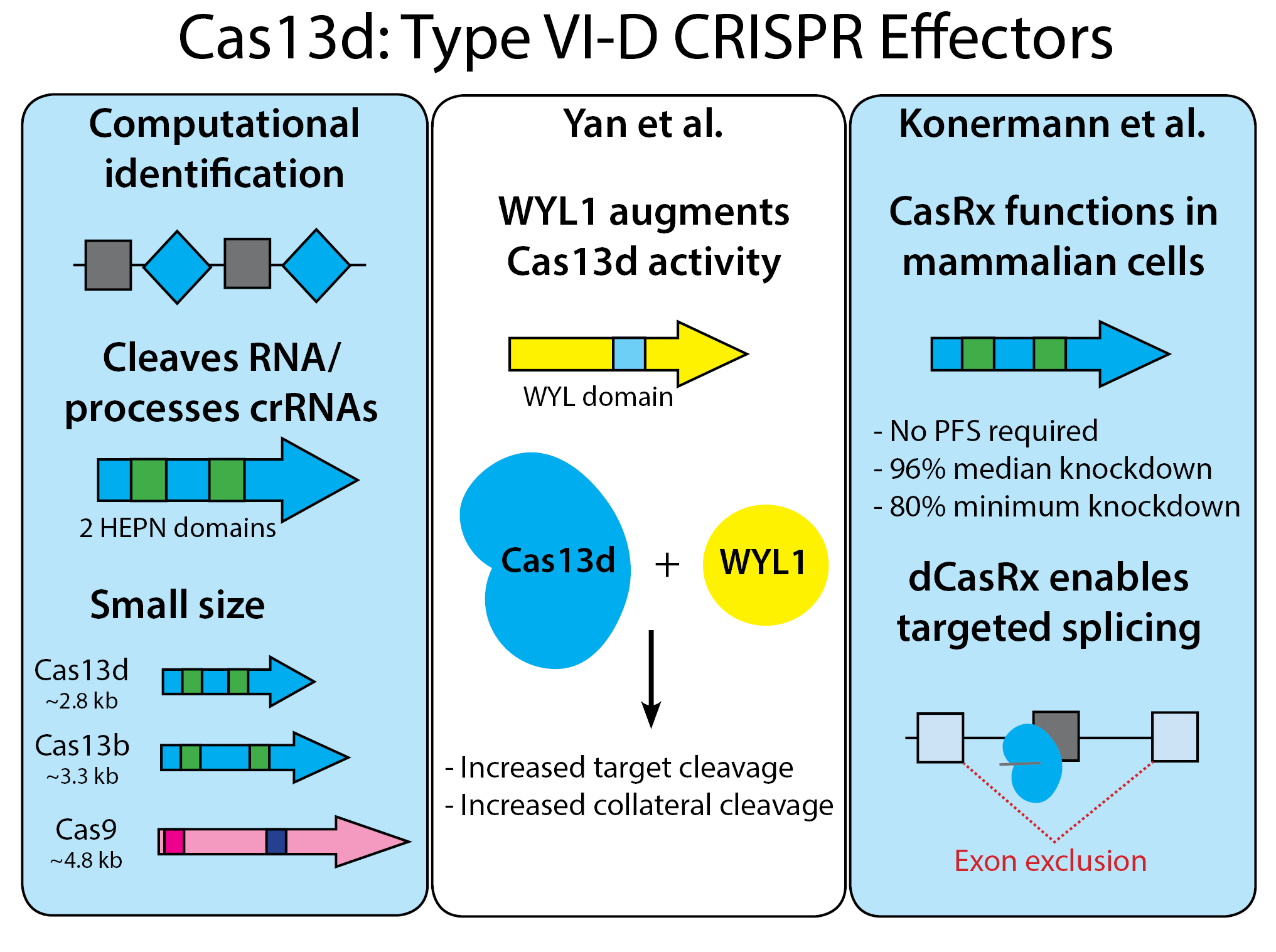 Cas13d: Small RNA-targeting CRISPR enzymes for transcriptome engineering
