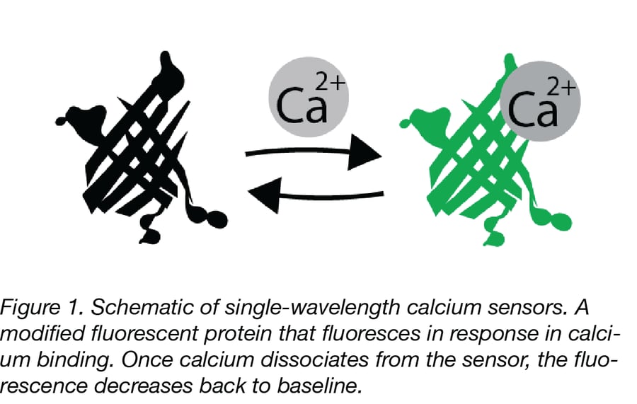 Switch to GECO? An Overview of AAV Encoded Calcium Sensors