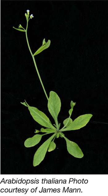 Arabidopsis in Education: How the Arabidopsis Biological Resource ...