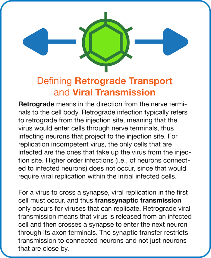 Rabies and Neuronal Tracing