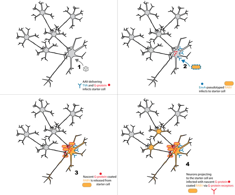 Rabies and Neuronal Tracing